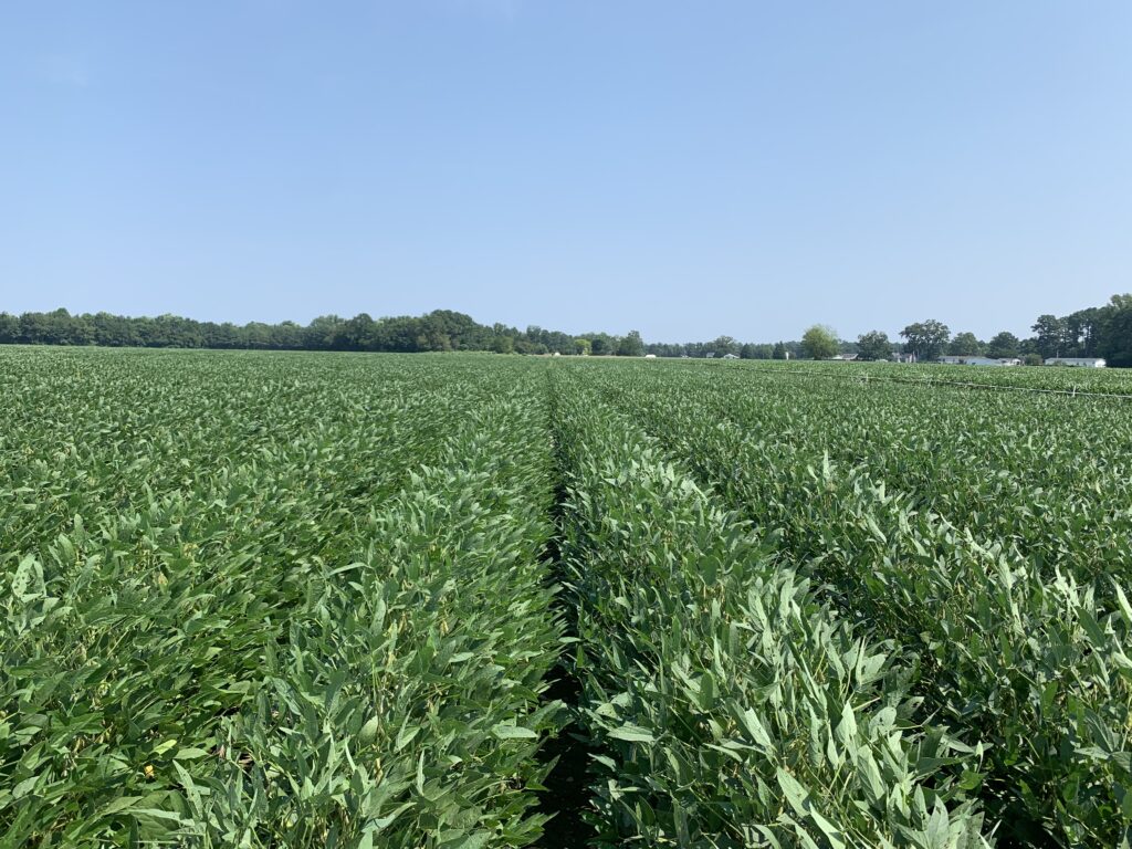 2020 NC Soybean Yield Contest Results Announced | NC State Extension 2020 NC Soybean Yield Contest Results Announced | NC State Extension